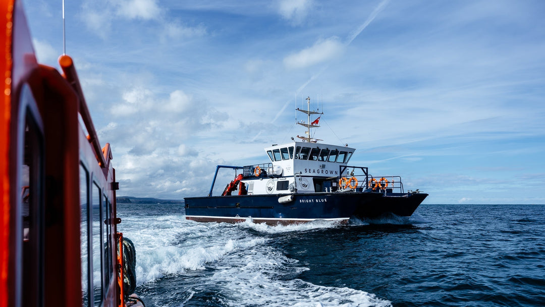 SeaGrown and RWE Collaborate to Pioneer Marine Biodiversity Enhancemen