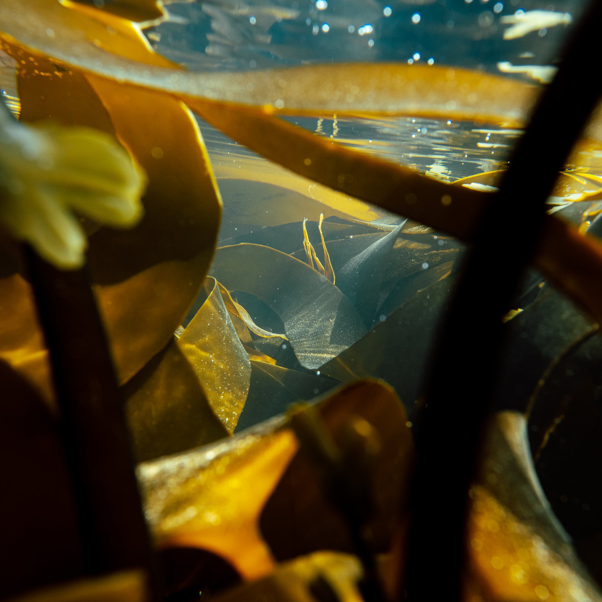 SeaGrown - For Ocean Health