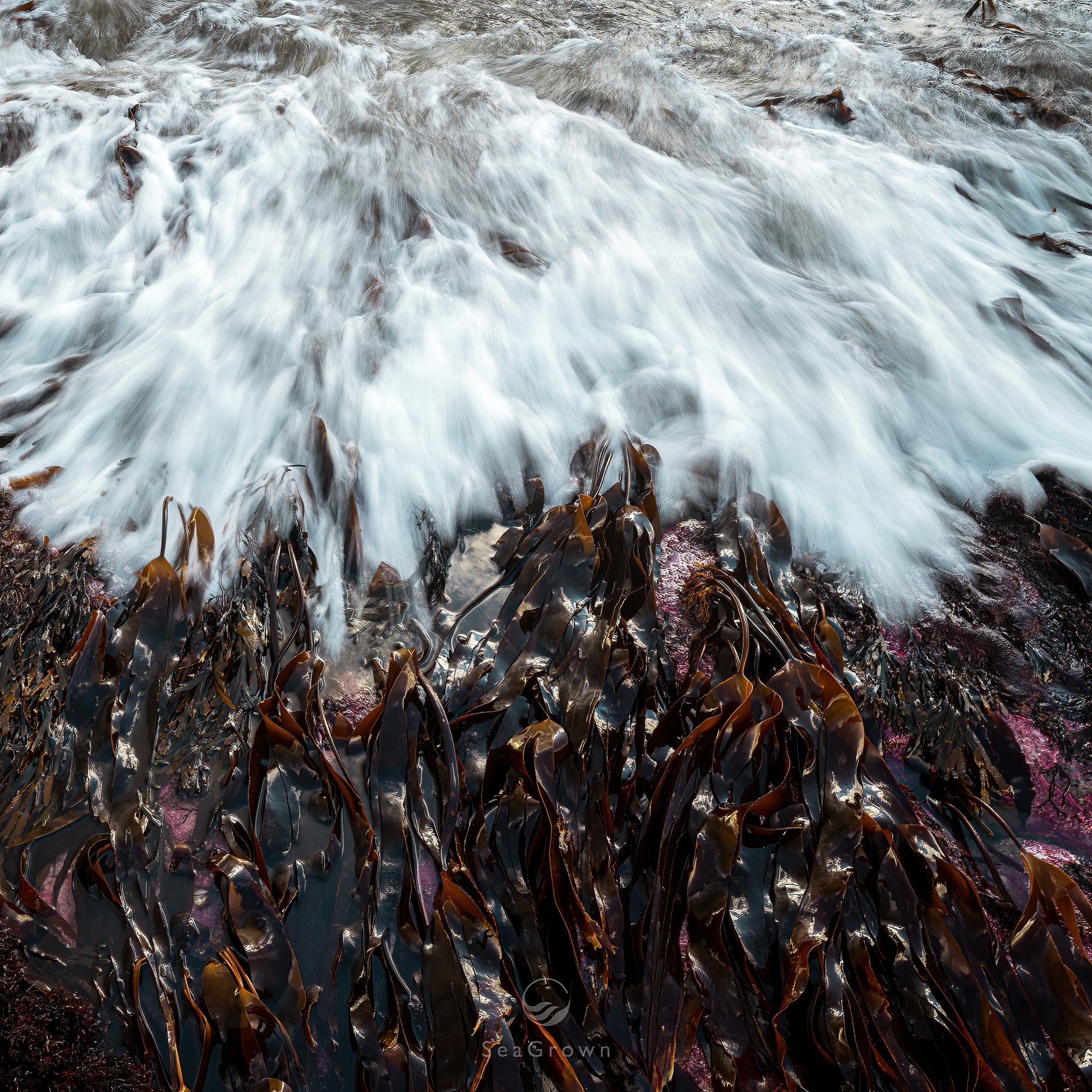 SeaGrown - For Ocean Health