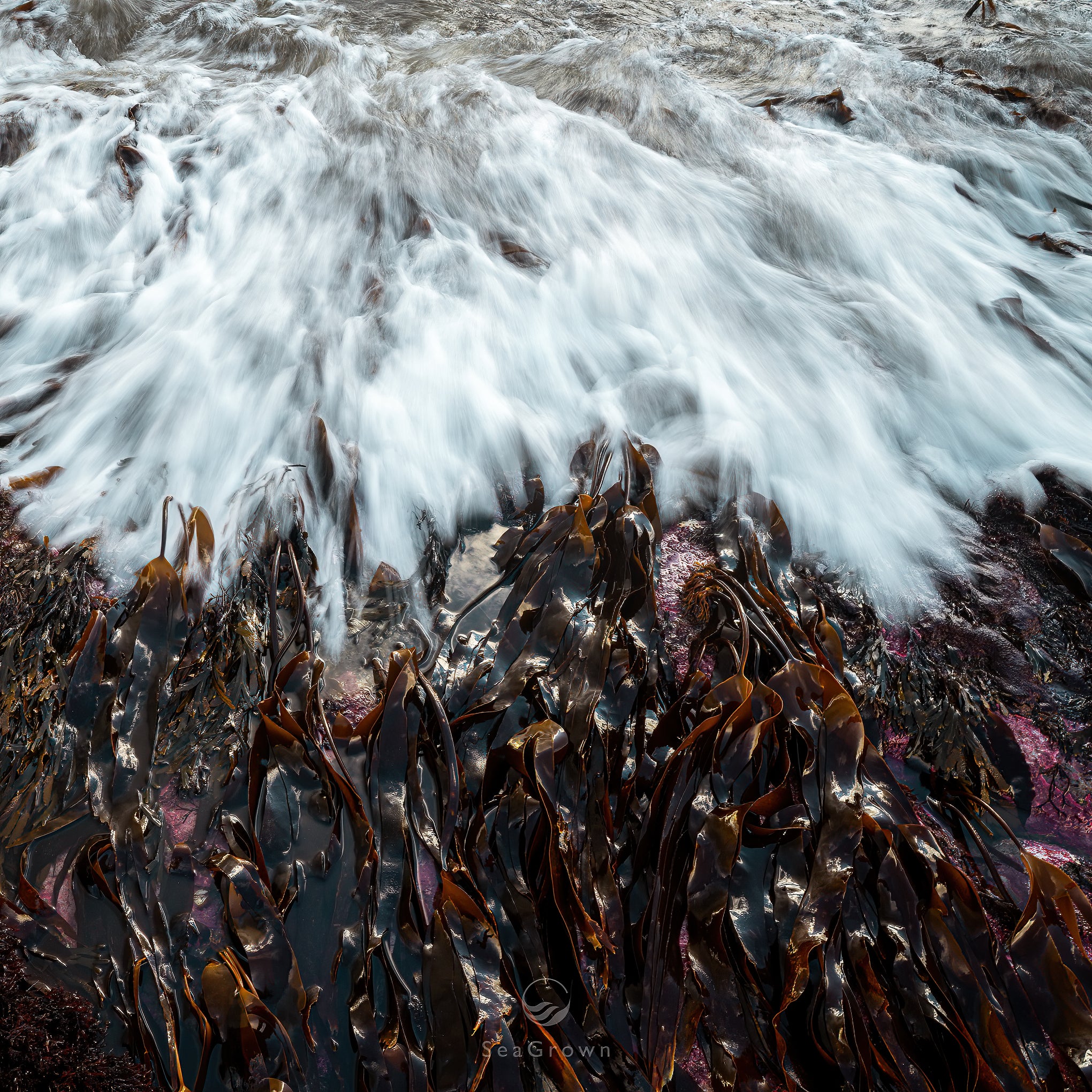 SeaGrown - For Ocean Health