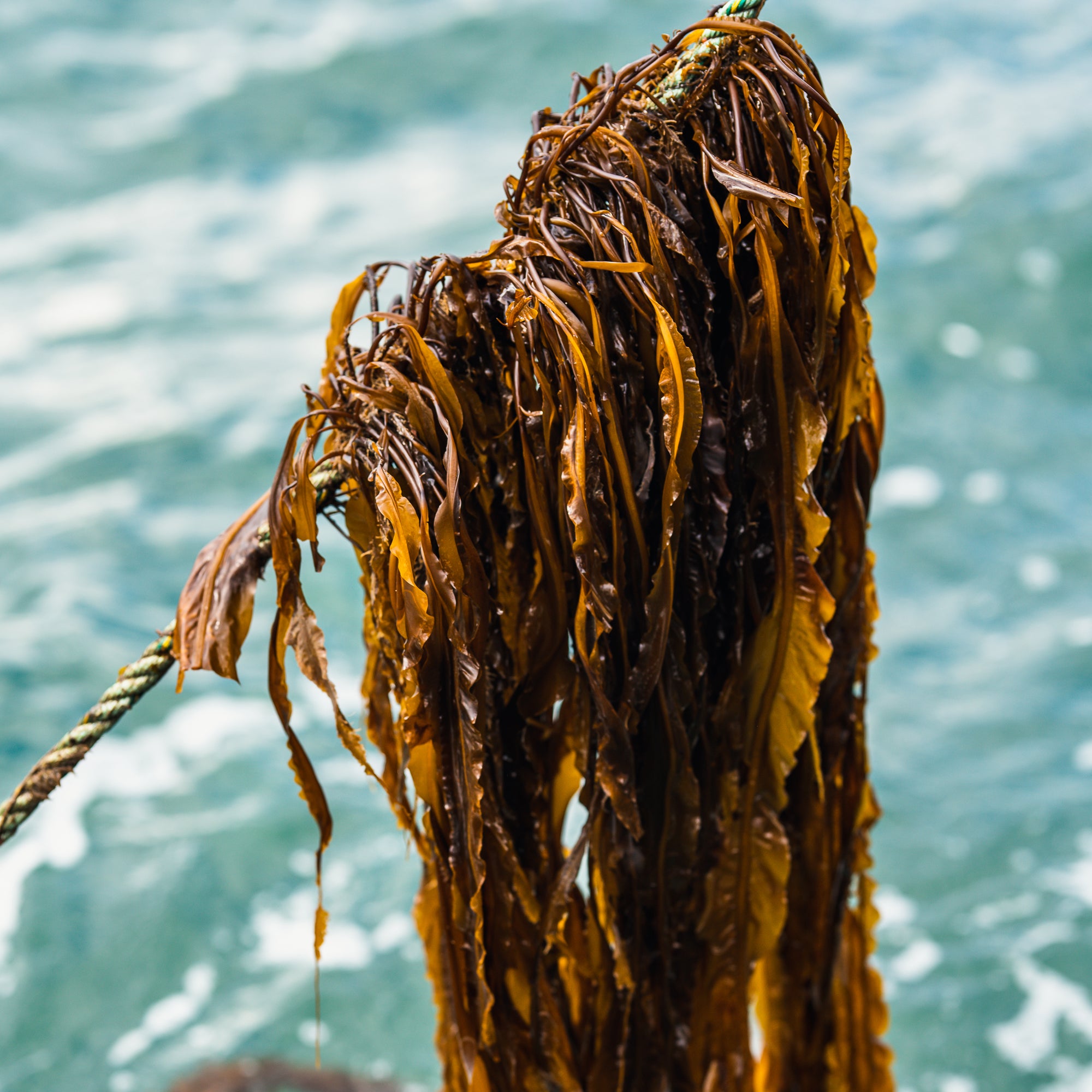 SeaGrown - For Ocean Health