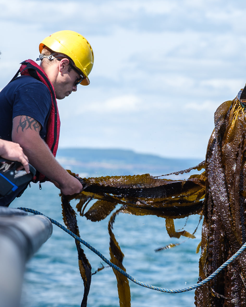 Kelpedo – SeaGrown