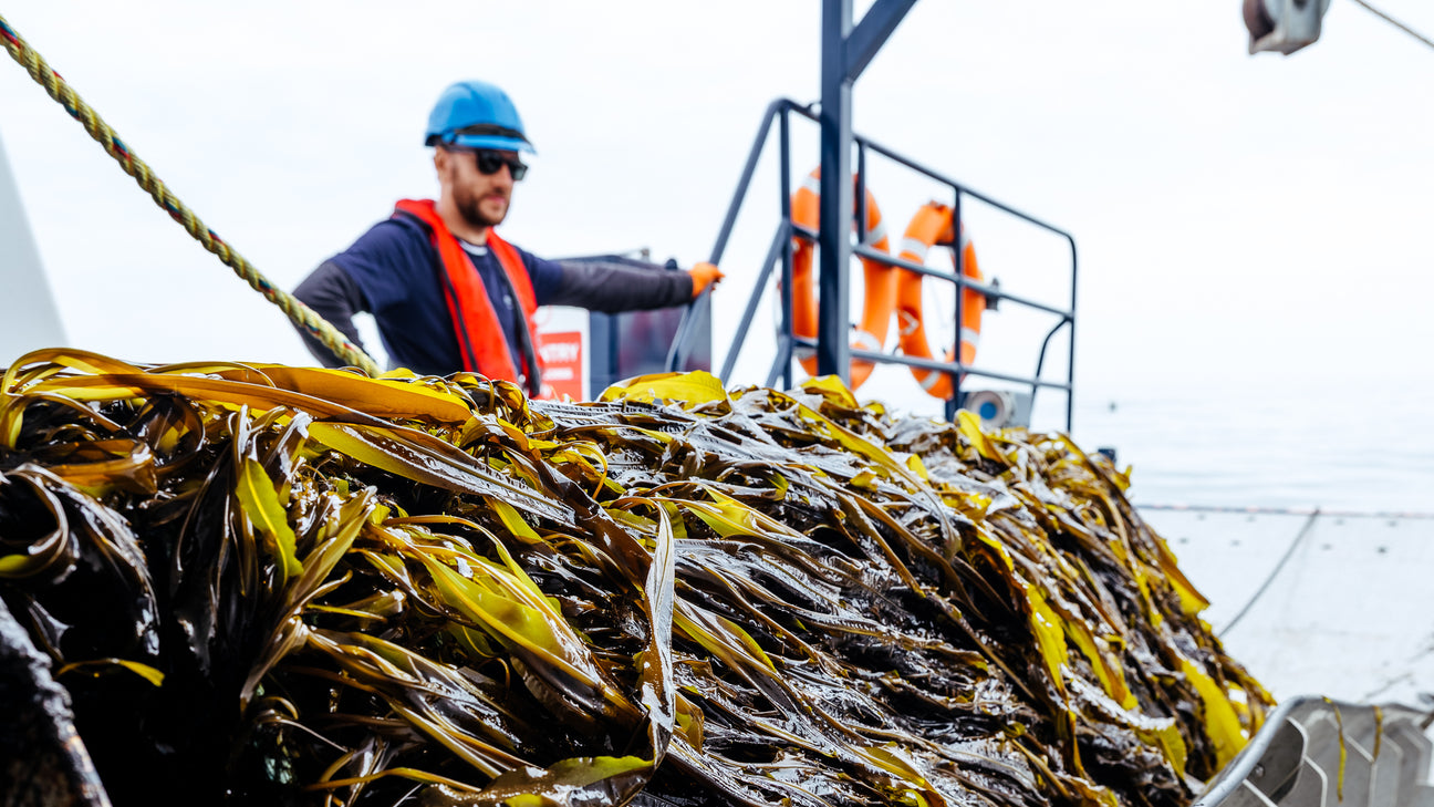 SeaGrown - For Ocean Health