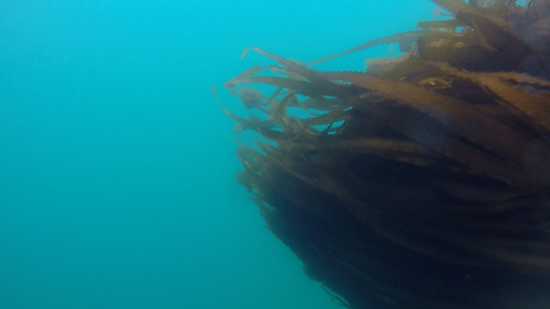 SeaGrown - For Ocean Health